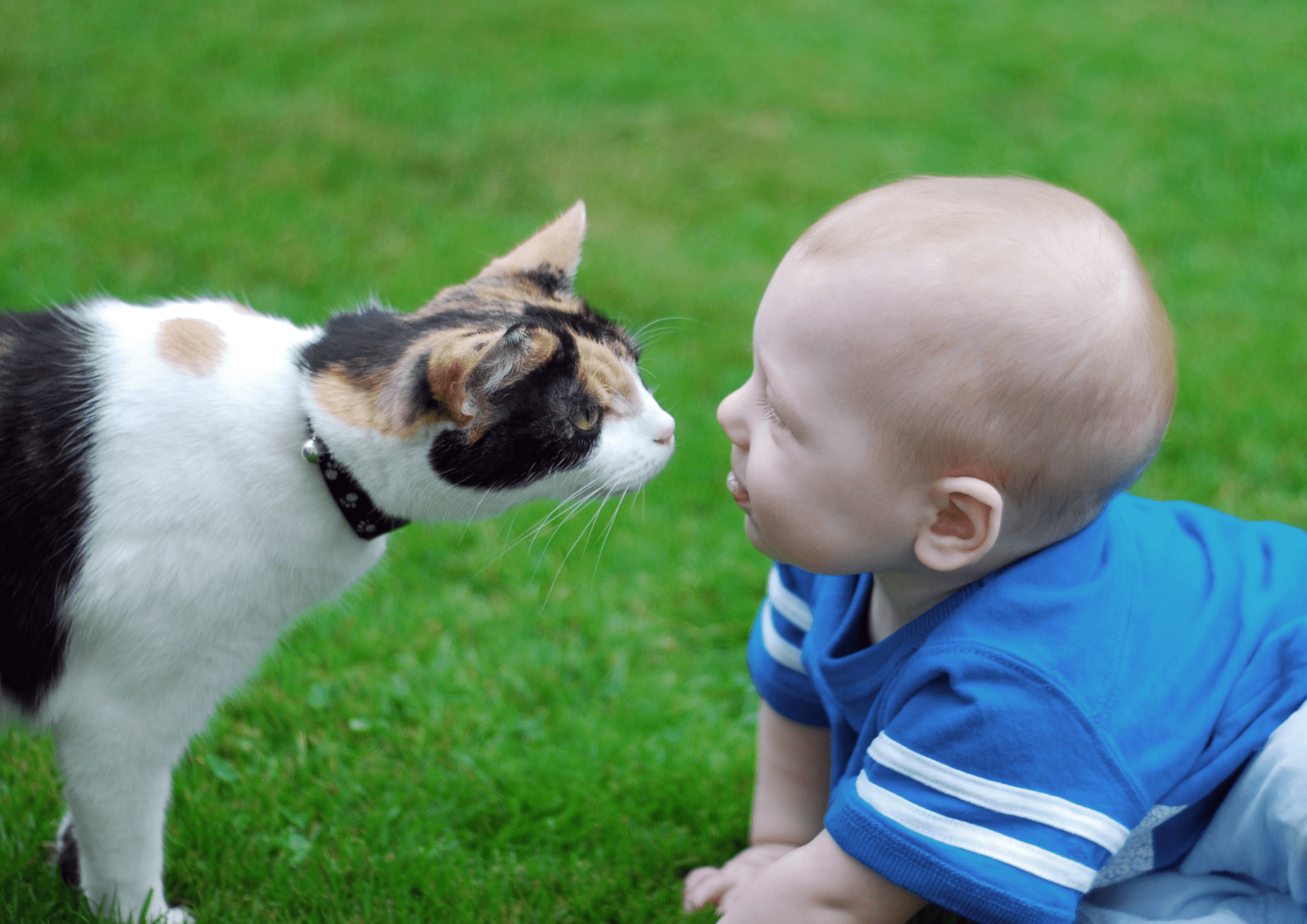 Cats and newborns: how to introduce your cat to your baby | Motherhood ...